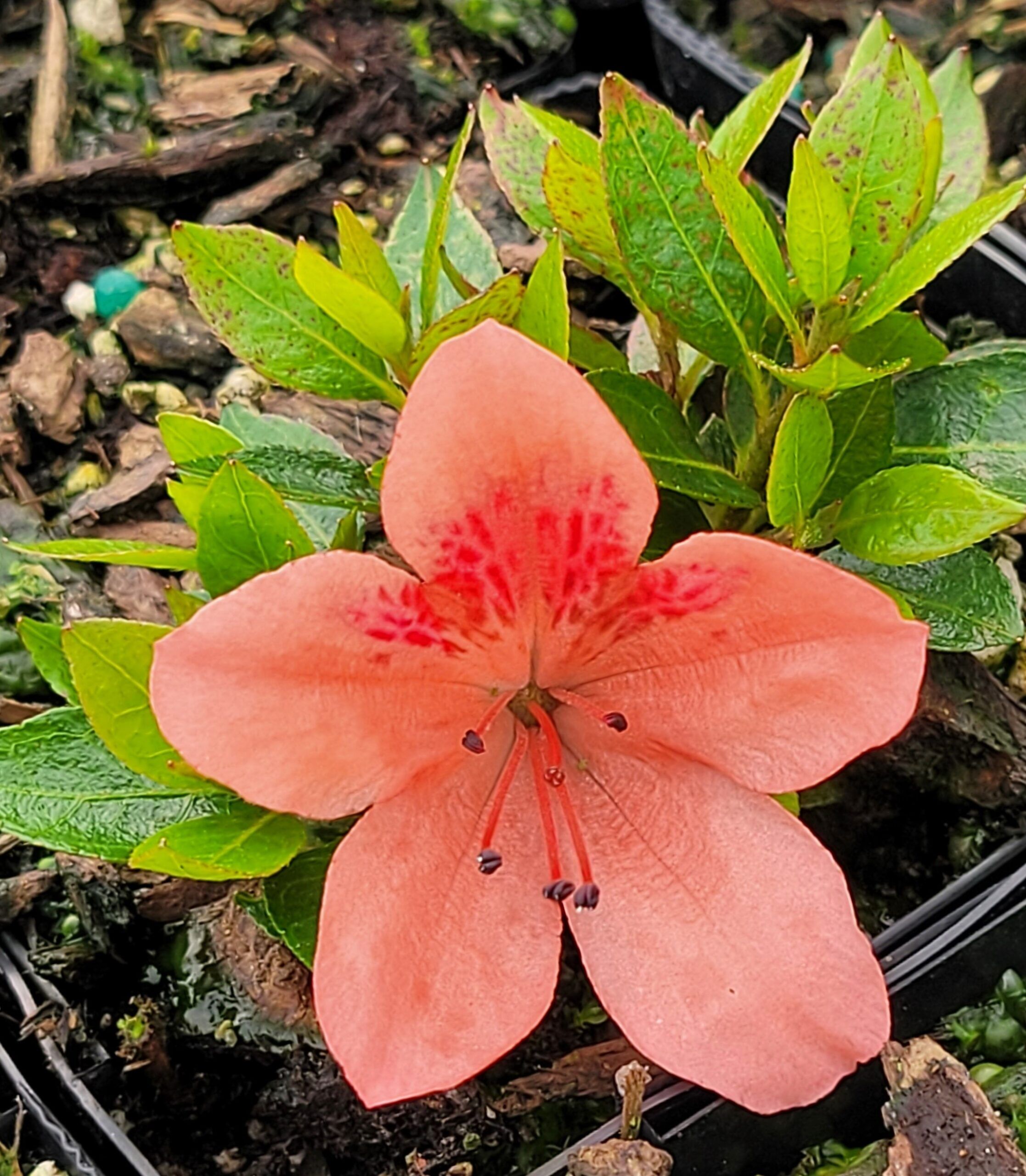 Azalea 'Ron Kuzon' | Rare Plants & Flowers | Noname Nursery